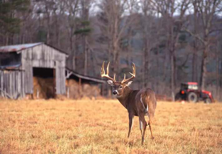 ċriev whitetail