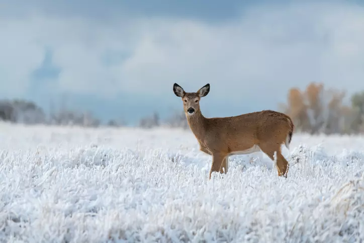 ċriev whitetail