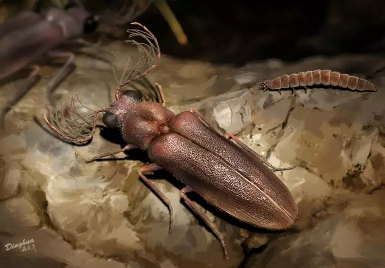 bioluminescent beetle