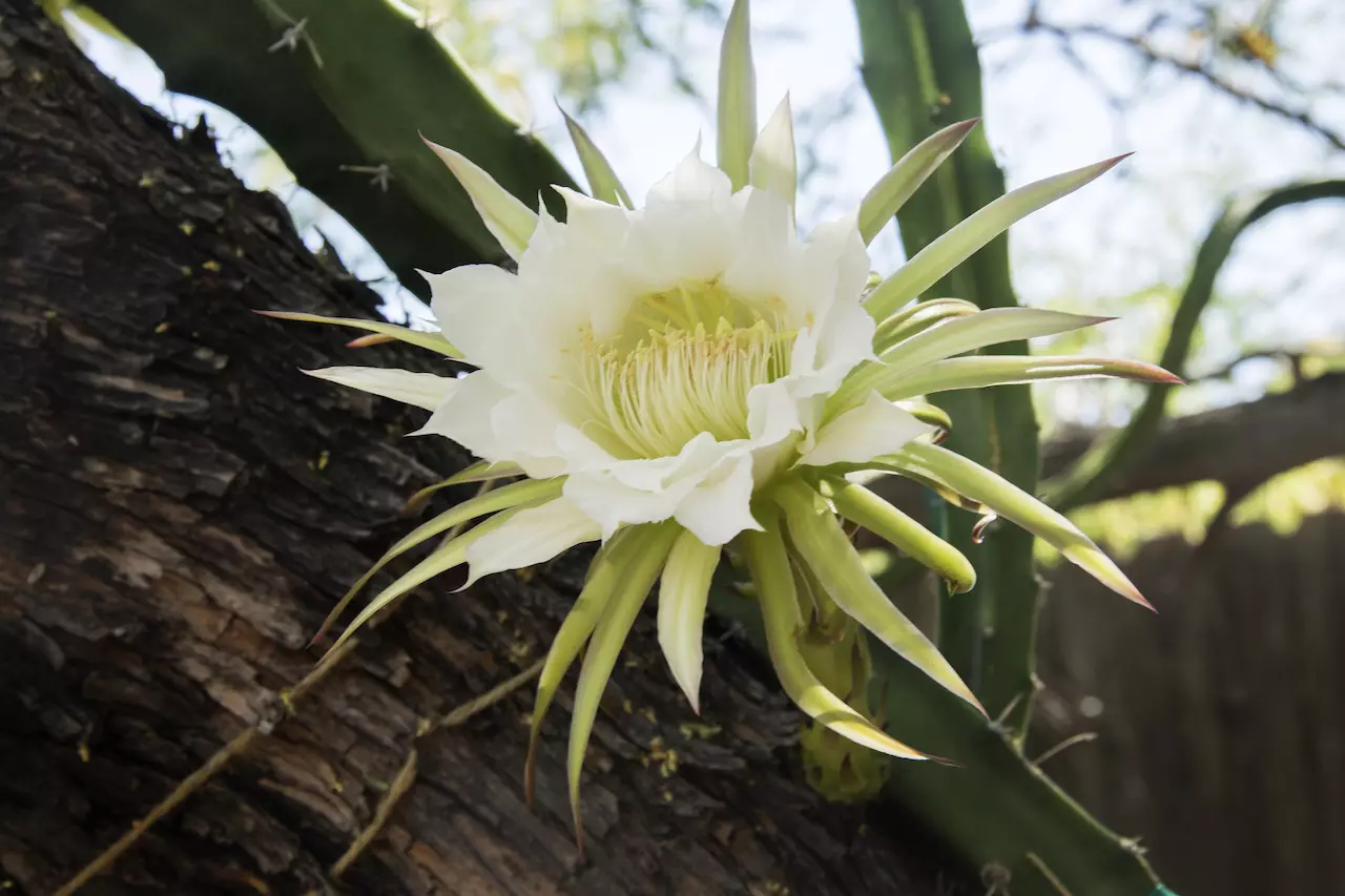 castell tylwyth teg cactus