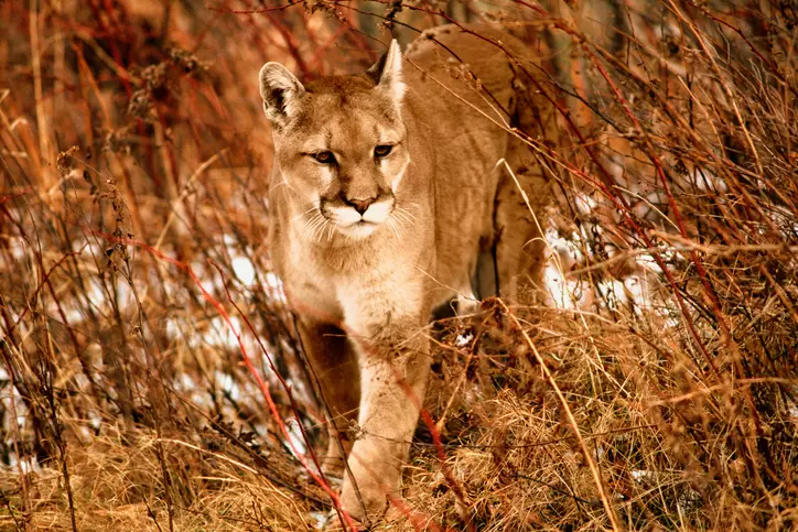 Cougar