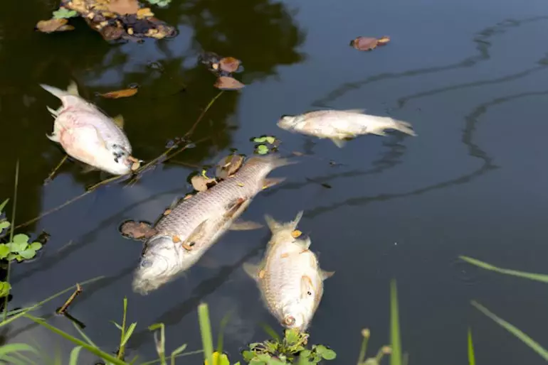 ಔಷಧ ಮಾಲಿನ್ಯ