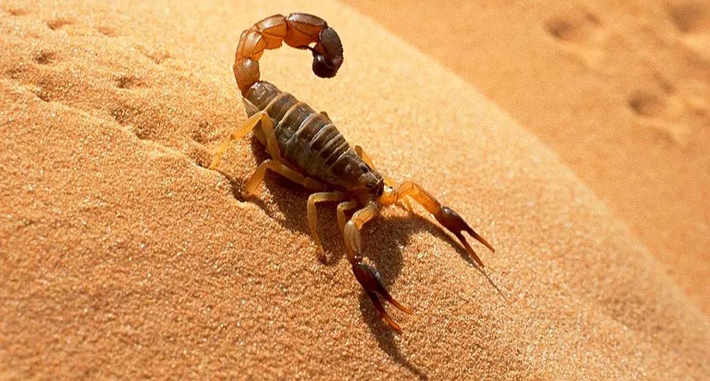 This information could save you from a scorpion sting
