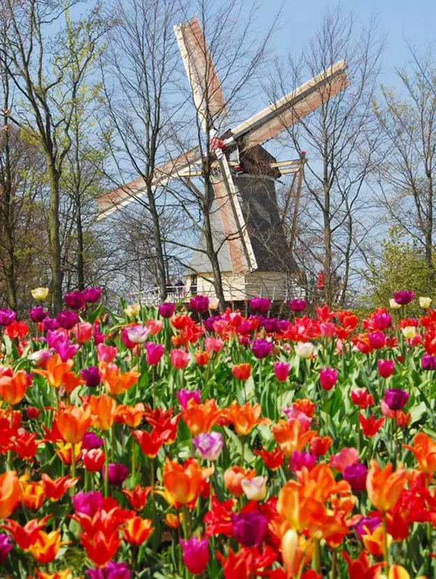 بهار به سبک هلندی در Keukenhof 14736_2