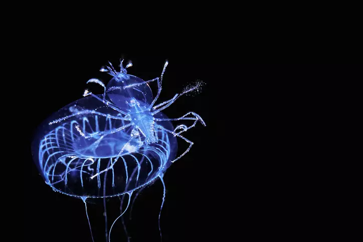 inyamaswa zo mu bwoko bwa bioluminescent