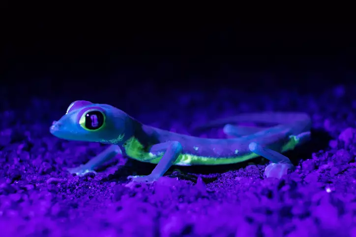 zinyama za bioluminescent