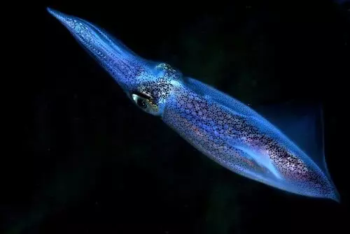 zinyama za bioluminescent