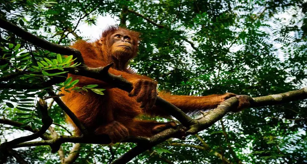 Orangutany: krásne a ohrozené