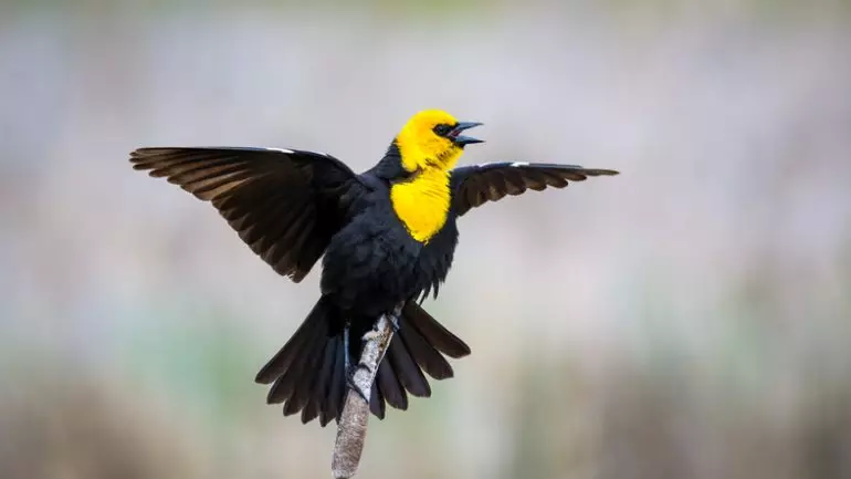 burung migran Meksiko