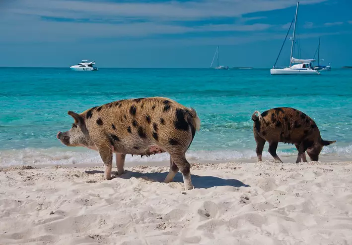 pig island