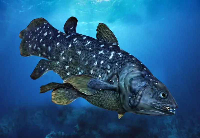 Takto sa vyvinuli prehistorické ryby, ktoré žili s dinosaurami a dodnes strašia v moriach