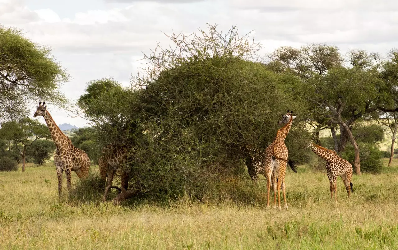 giraffes