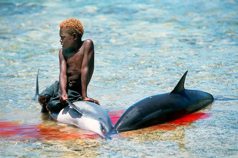 Guhiga hamwe na dolphine muri Aziya no mu Burayi bw'Amajyaruguru 1505_10