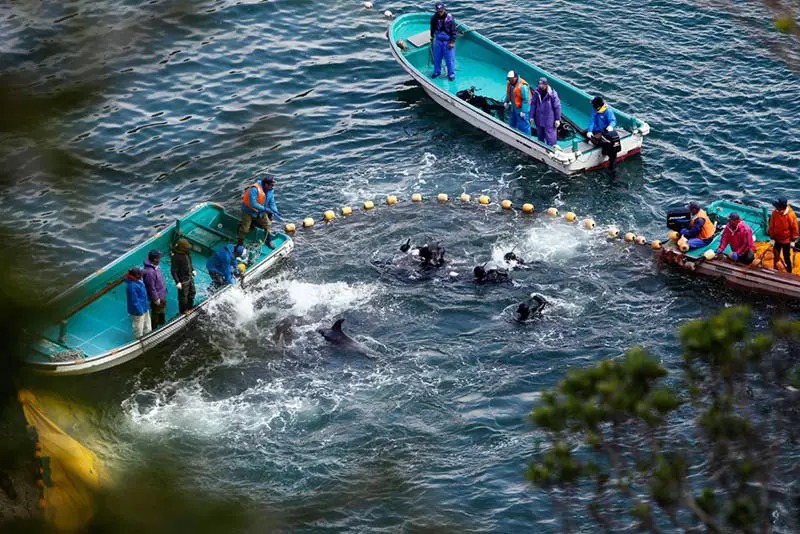 Guhiga hamwe na dolphine muri Aziya no mu Burayi bw'Amajyaruguru 1505_2