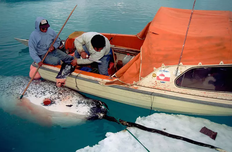 Guhiga hamwe na dolphine muri Aziya no mu Burayi bw'Amajyaruguru 1505_5