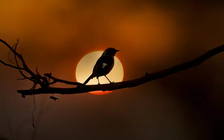 How does climate change affect bird song?