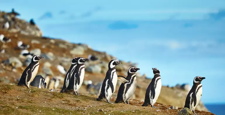 Penguin Pulau Magdalena