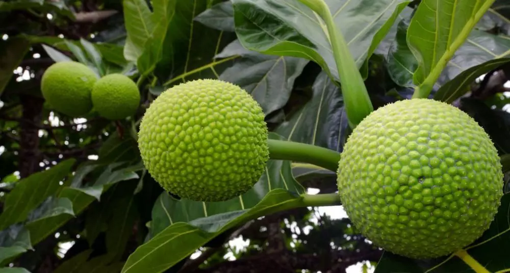 Jackfruit, a árbore da vida para un mundo con fame