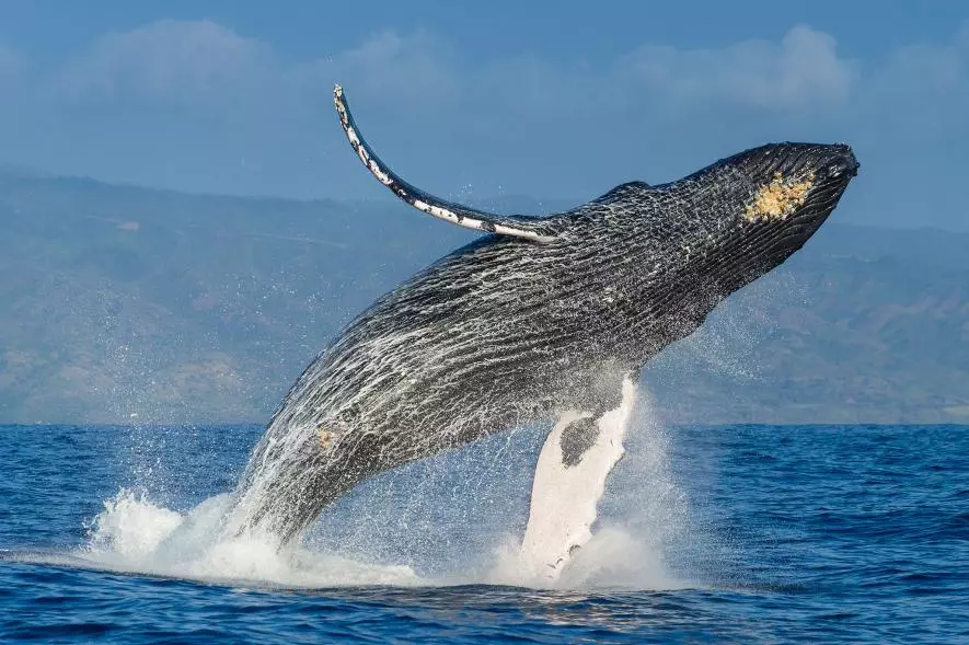 Des baleines à bosse photographiées par les photographes du National Geographic 1520_2