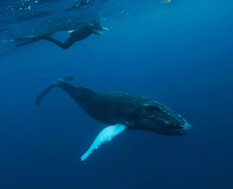 Paus bungkuk yang diambil oleh fotografer National Geographic 1520_3