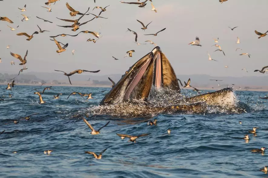 Le megattere scattate dai fotografi del National Geographic 1520_4