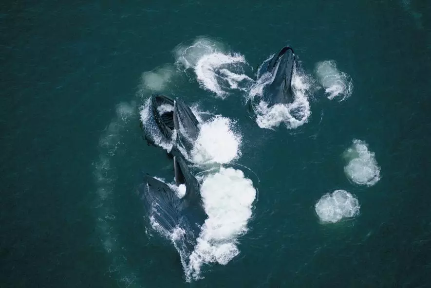 Des baleines à bosse photographiées par les photographes du National Geographic 1520_5