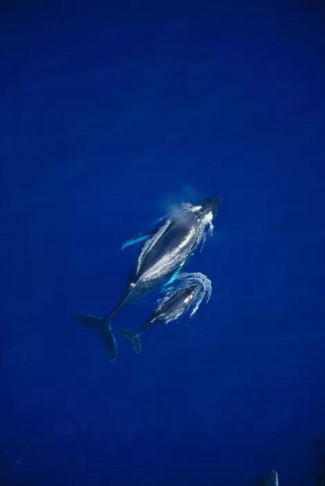 Humpback walfisken nommen troch National Geographic fotografen 1520_6