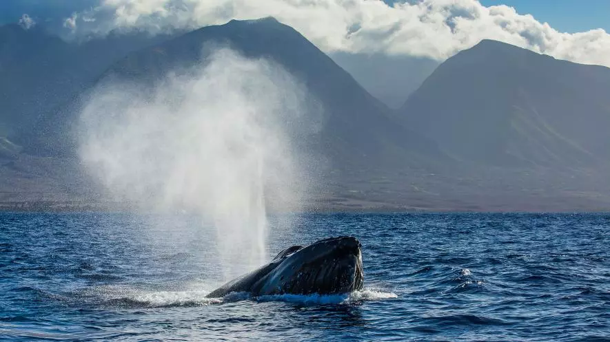 Humpback walfisken nommen troch National Geographic fotografen 1520_7