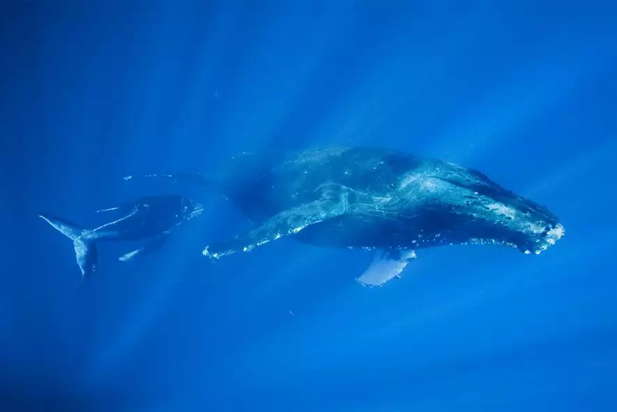 Humpback walfisken nommen troch National Geographic fotografen 1520_8