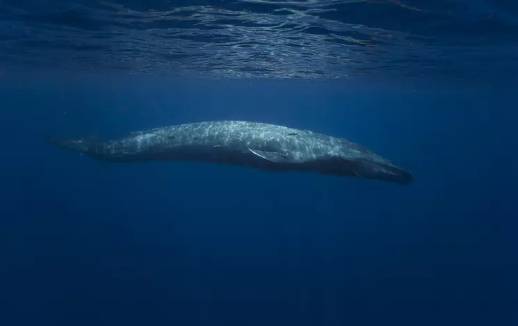 xiav whale