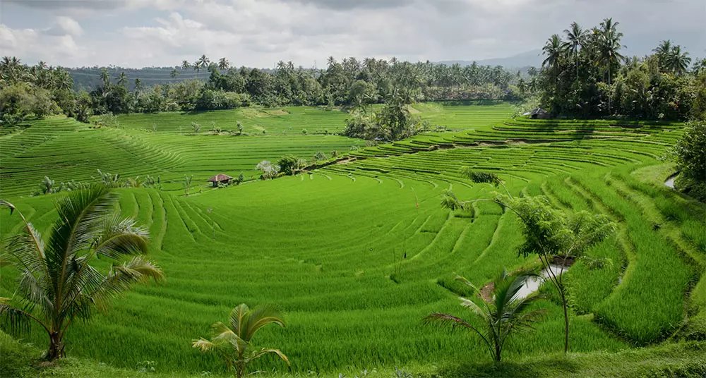 អាថ៌កំបាំងនៃអង្ករពិសិដ្ឋ 1526_2