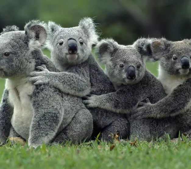 koala