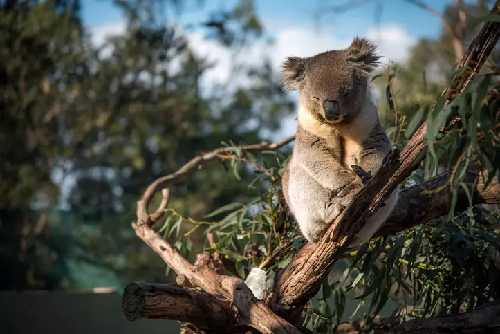 koala