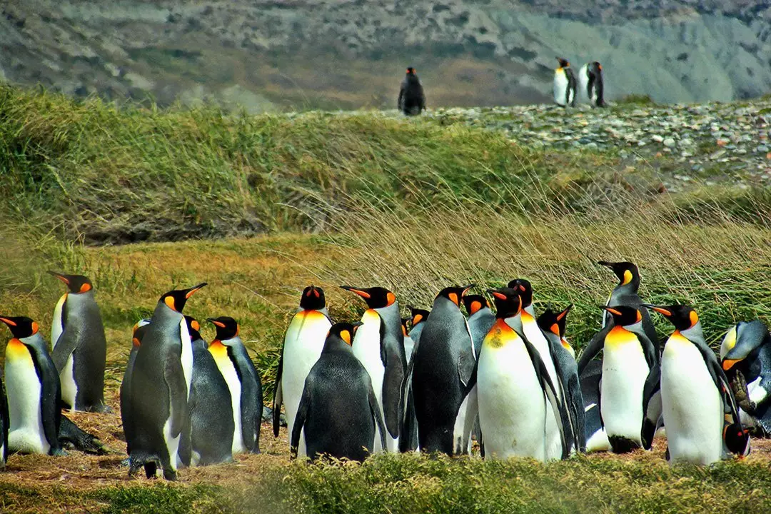 MOTORFIETSBLOG | Pikkewyne in Tierra del Fuego