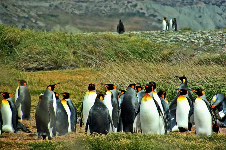 وبلاگ موتور سیکلت | پنگوئن ها در Tierra del Fuego