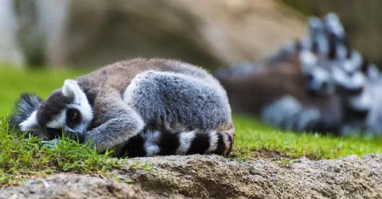 madagaskar lemur