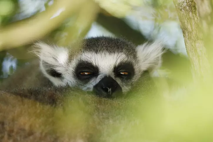 lemur