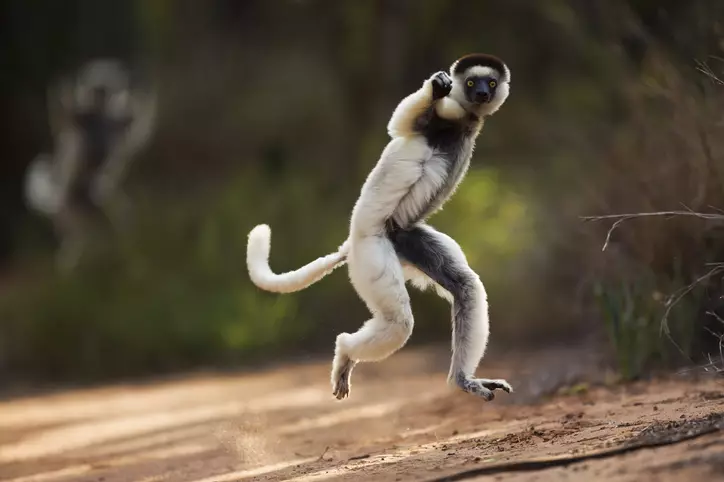 lemur