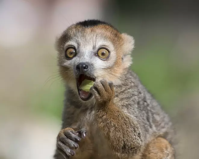 lemur