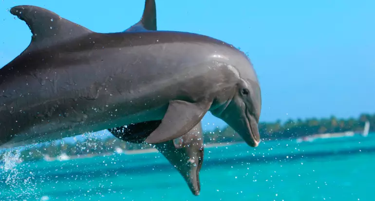 Se sjogge it momint dat guon dolfinen mei in blauwe walfisk boartsje