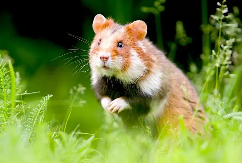 Dit is de frjemdste wylde hamster yn 'e wrâld dy't yn minder dan 30 jier útstjerre koe 15377_1