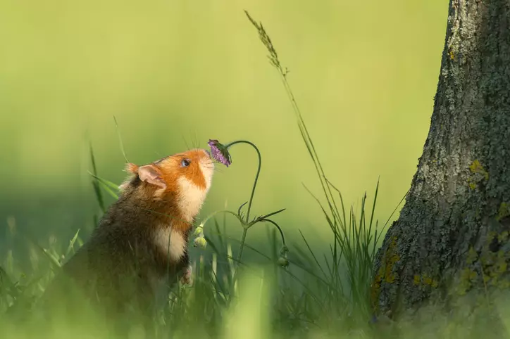 wilde hamster