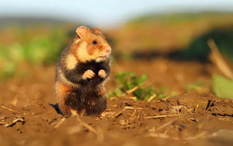 wilde hamster