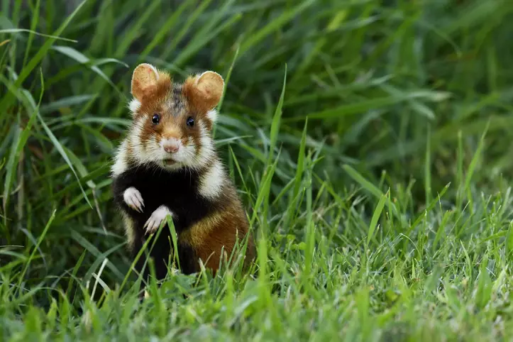 wilde hamster