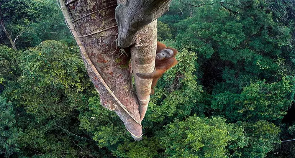 Opambana pa mpikisano wa 2016 Wildlife Photographer of the Year