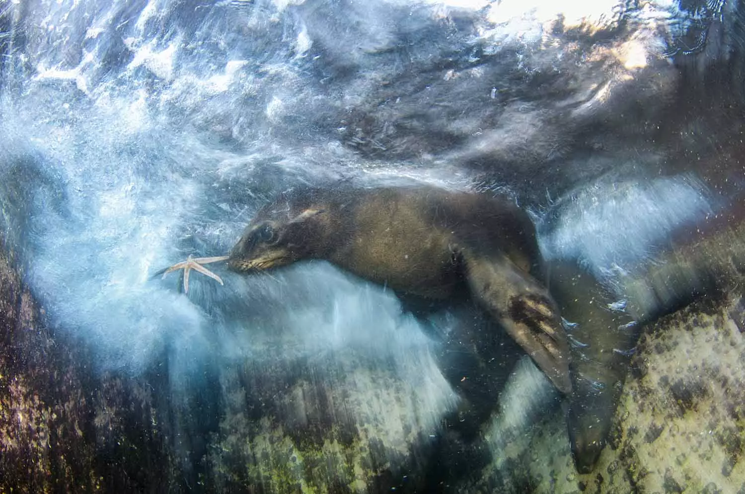 Mpandresy tamin'ny fifaninanana 2016 Wildlife Photographer of The Year 1538_3