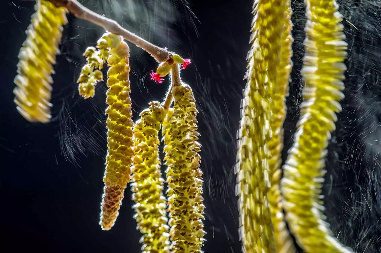 Mpandresy tamin'ny fifaninanana 2016 Wildlife Photographer of The Year 1538_6