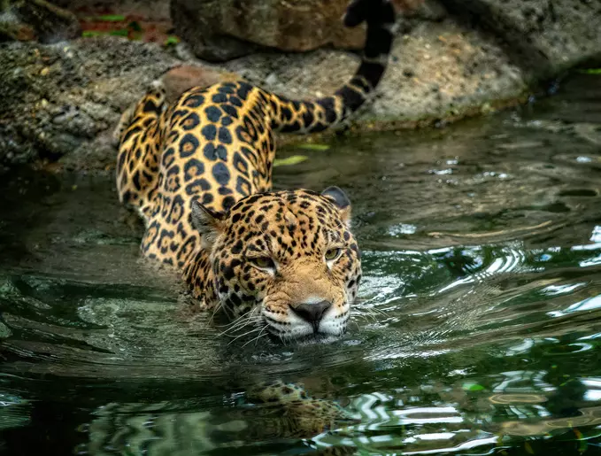 jaguar