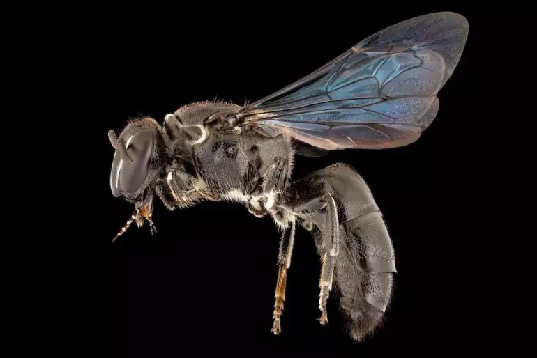 australesch Bee