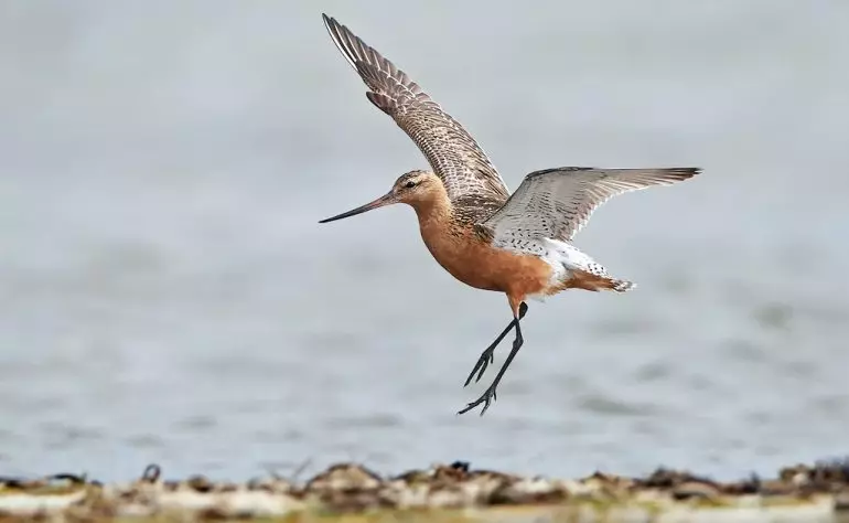 uccello che ha percorso 12 mila chilometri